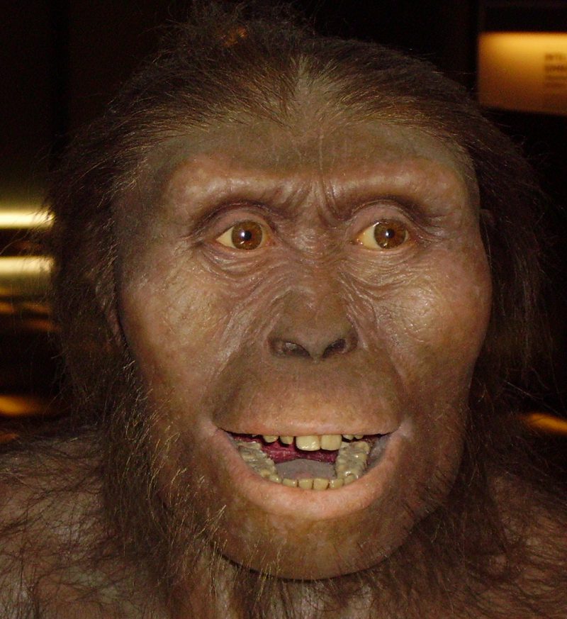 Australopithecus anamensis: ricostruito il volto dell'antenato di Lucy ...