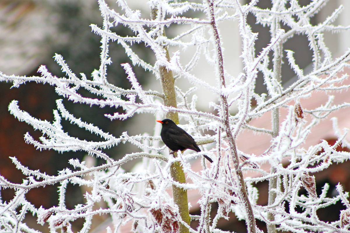 I giorni della merla: storia e tradizioni - Quotidianpost